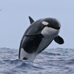 Bremer Canyon Killer Whale (Orca) Expedition - Final Thoughts: Is It Worth Your While?
