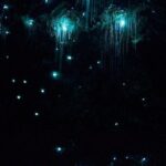 Brisbane: Glow Worms, Sunset, Telescope Stargazing & Dinner - Analyzing the Experience: What Works Well