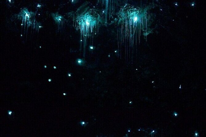 Brisbane: Glow Worms, Sunset, Telescope Stargazing & Dinner - Analyzing the Experience: What Works Well