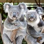 Brisbane: Lone Pine Koala Sanctuary Day Pass - What Makes This Sanctuary Special