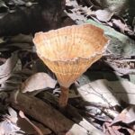 Brisbane: Springbrook and Mt Tamborine Glow Worm and Skywalk - Exploring the Itinerary