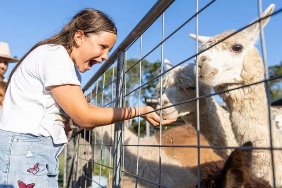 Brisbane: Trevena Glen Farm 1hr Animal Experience - The Experience: What to Expect
