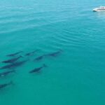 Brisbane Whale Watching Cruise from Redcliffe or Sunshine Coast - The Itinerary and Why It Matters