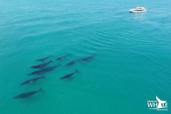 Brisbane Whale Watching Cruise from Redcliffe or Sunshine Coast - The Itinerary and Why It Matters