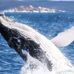 Brisbane: Whale Watching Cruise with Lunch - The Value of the Experience