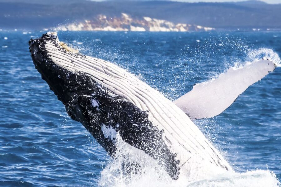 Brisbane: Whale Watching Cruise with Lunch - The Value of the Experience