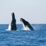 Broome: Whale Watching & Sunset Cruise - Final Thoughts