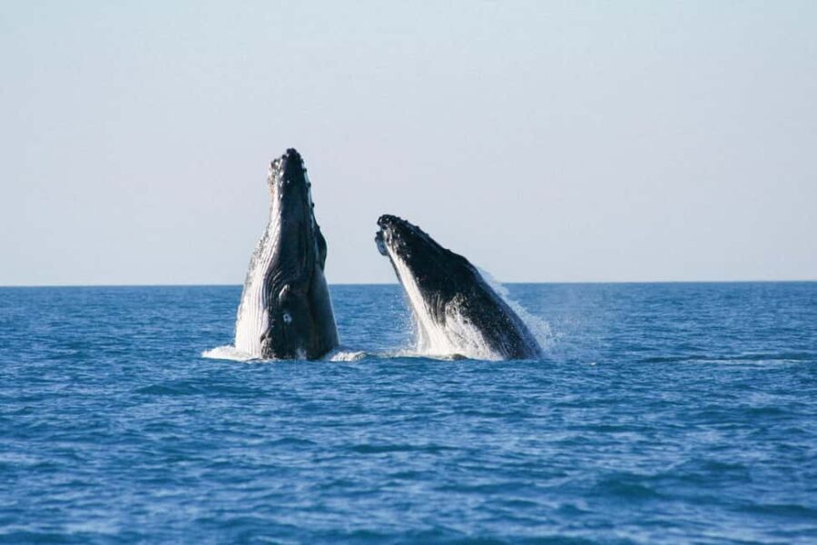 Broome: Whale Watching & Sunset Cruise - Final Thoughts