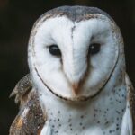 Buderim Forest Flight Owl Encounter and Tour - Why This Tour Delivers Value