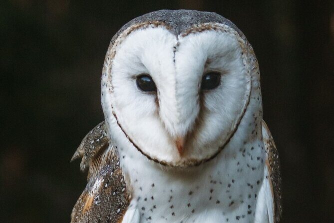 Buderim Forest Flight Owl Encounter and Tour - Why This Tour Delivers Value