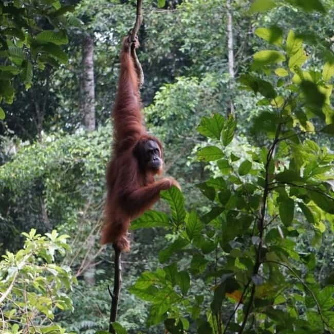 Bukit Lawang: 3-Day Wonderful Jungle Trek with Hostel - What the Tour Looks Like: Breaking Down the Itinerary