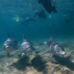 Bunbury: Swim with Dolphins Tour - The Practicalities: What to Expect