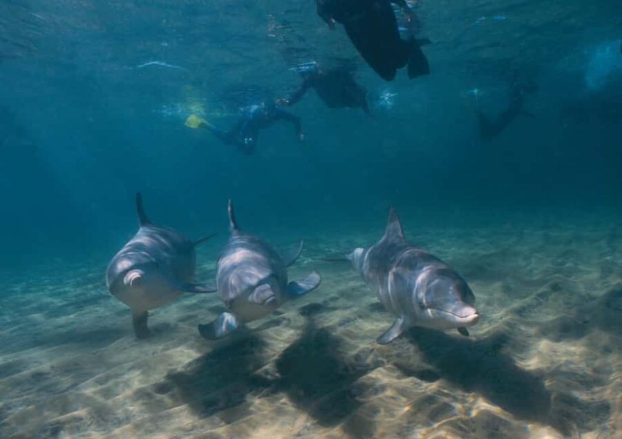 Bunbury: Swim with Dolphins Tour - The Practicalities: What to Expect
