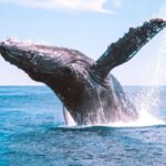 Bundaberg: Whale Watching Sightseeing Cruise with Lunch - The Value of the Experience