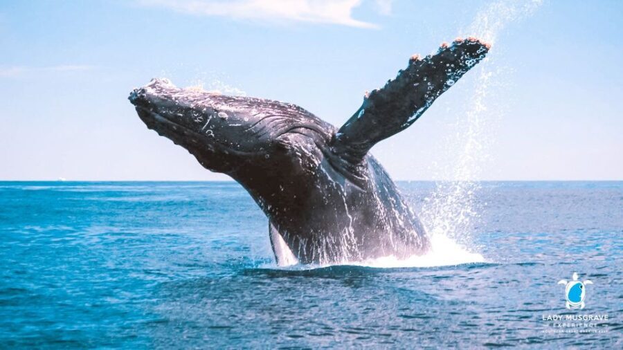 Bundaberg: Whale Watching Sightseeing Cruise with Lunch - The Value of the Experience