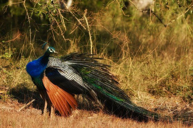 Bundala National Park Private Safari with Naturalist - Frequently Asked Questions
