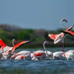 Bundala National Park Safari (PRIVATE TOURS) - What’s Included and What Not