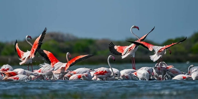 Bundala National Park Safari (PRIVATE TOURS) - What’s Included and What Not