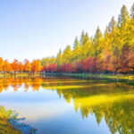 Busan: Damyang Juknokwon Bamboo Forest & Metasequoia Road - The Value of the Tour