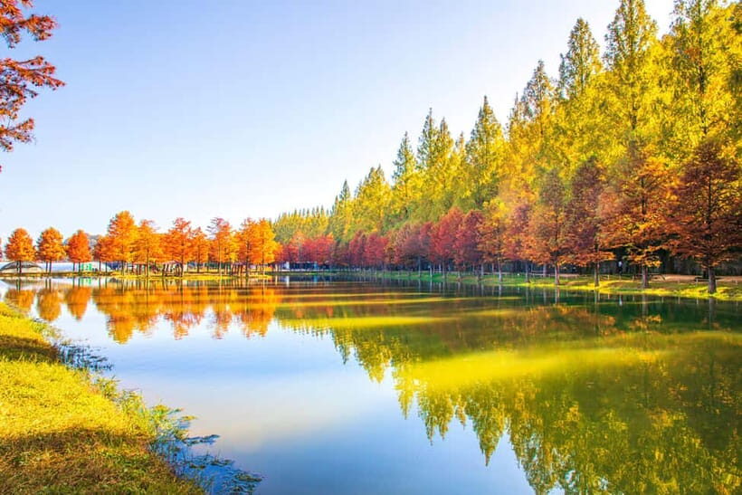 Busan: Damyang Juknokwon Bamboo Forest & Metasequoia Road - The Value of the Tour