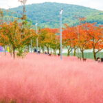 Busan: Gyeongju Autumn Foliage Day Tour with Historic Sites - Bomun Lake and the Scenic Foliage