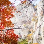 Busan: Mt. Jiri or Juwangsan Park Autumn Foliage Day Tour - Final Thoughts: Who Should Consider This Tour?