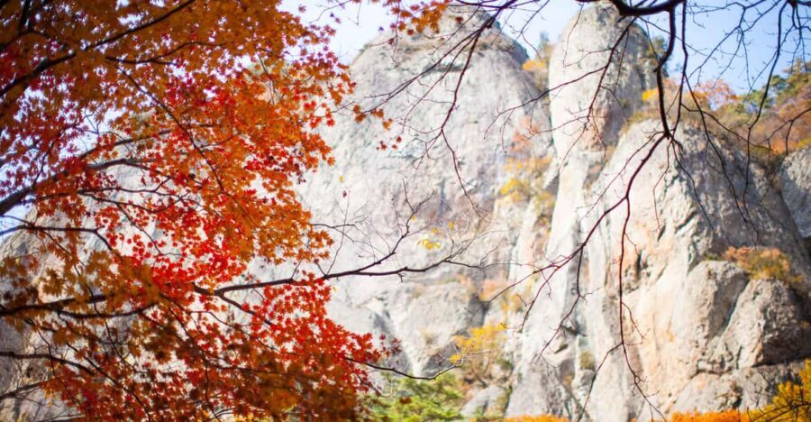 Busan: Mt. Jiri or Juwangsan Park Autumn Foliage Day Tour - Final Thoughts: Who Should Consider This Tour?
