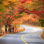 Busan: Naejangsan National Park Autumn Foliage One Day Tour - Exploring Naejangsan: A Visual Feast of Autumn