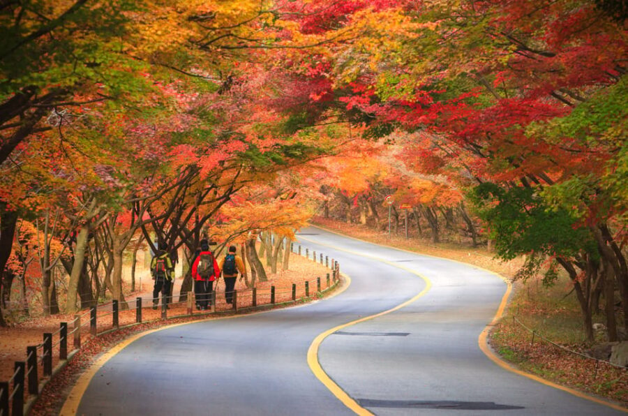 Busan: Naejangsan National Park Autumn Foliage One Day Tour - Exploring Naejangsan: A Visual Feast of Autumn