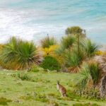 Bush and Bay in a Day - The Practical Side: What to Know