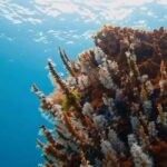Busselton: Jetty Discover Scuba Diving Experience - Who Should Consider This Tour?