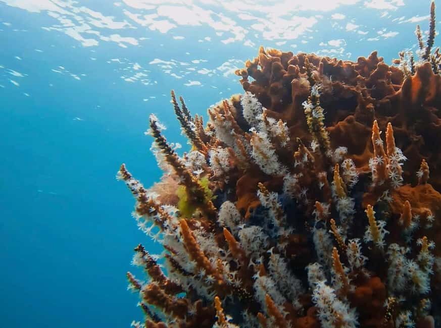 Busselton: Jetty Discover Scuba Diving Experience - Who Should Consider This Tour?