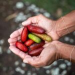 Byron Bay: Bangalow Bush Tucker Tour - Who Will Love This Tour?