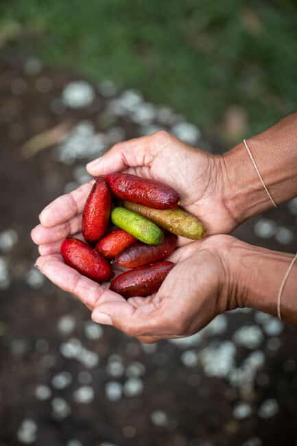 Byron Bay: Bangalow Bush Tucker Tour - Who Will Love This Tour?