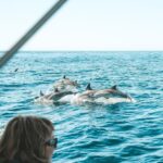 Byron Bay: Cruise with Dolphins Tour - What to Expect on the Dolphin Cruise