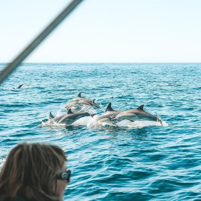 Byron Bay: Cruise with Dolphins Tour - What to Expect on the Dolphin Cruise