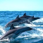 Byron Bay Dolphin Tour - Ocean Safari - Why This Tour Shines