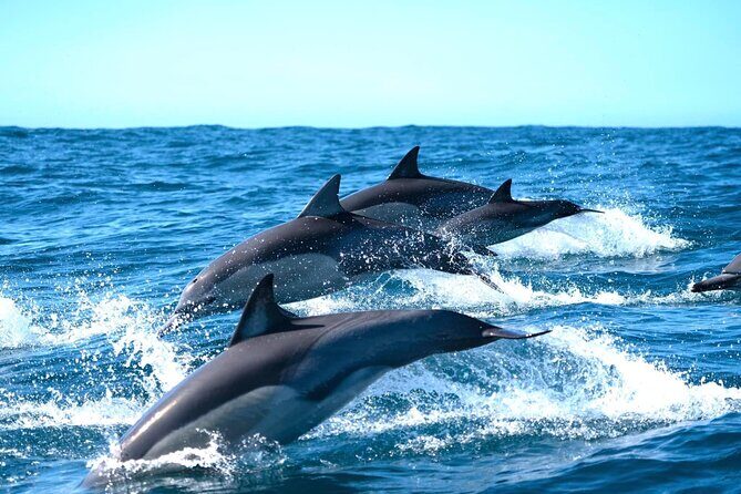 Byron Bay Dolphin Tour - Ocean Safari - Why This Tour Shines
