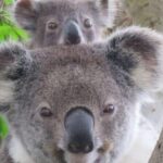 Byron Bay: Full-Day Wildlife Safari - Who Will Love This Tour?