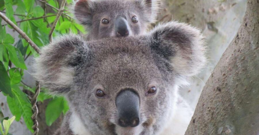 Byron Bay: Full-Day Wildlife Safari - Who Will Love This Tour?