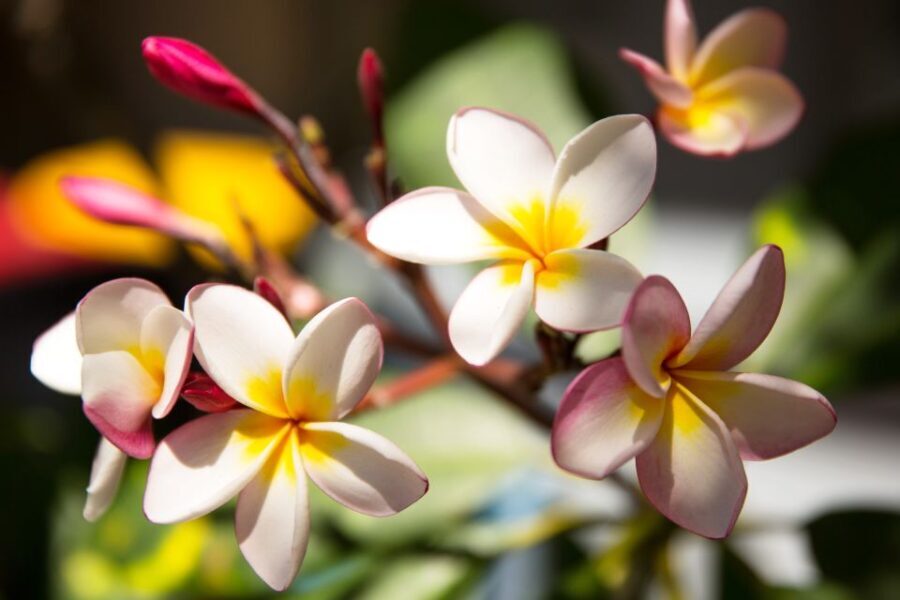 Byron Bay: Hinterland and Bangalow Full-Day Guided Tour - Analyzing the Value