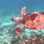 Byron Bay: Nguthungulli Julian Rocks Snorkeling Tour - Key Points