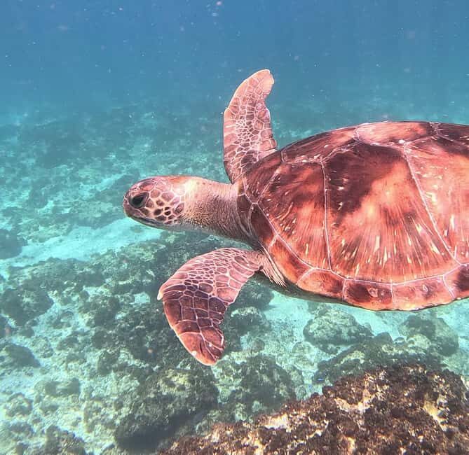 Byron Bay: Nguthungulli Julian Rocks Snorkeling Tour - Key Points