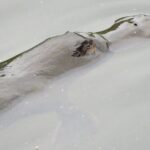 Byron Bay Platypus Walk - Who Will Enjoy This Tour?