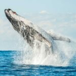 Byron Bay: Whale Watching Cruise with a Marine Biologist - Who Should Book This Tour?