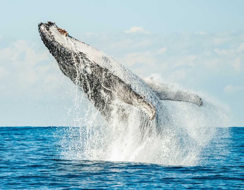 Byron Bay: Whale Watching Cruise with a Marine Biologist - Who Should Book This Tour?