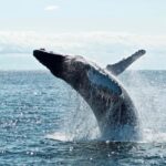 Byron Bay: Whale Watching Tour - The Value of the Tour