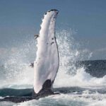 Byron Bay Whale Watching with Marine Biologist - The Sum Up