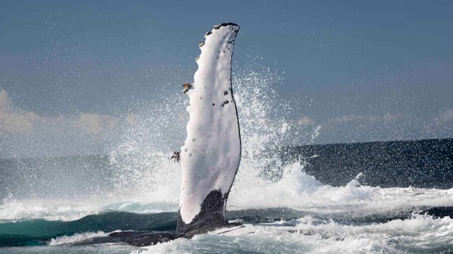 Byron Bay Whale Watching with Marine Biologist - The Sum Up