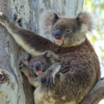 Byron Bay Wild Koala Tour - The Value of This Experience